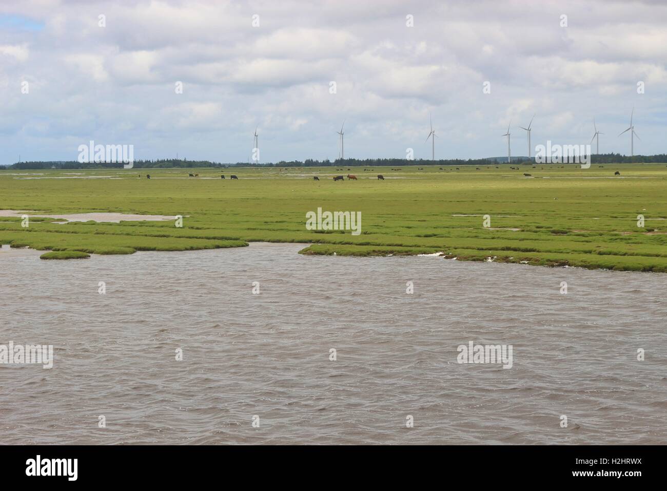 The wetland Vejlerne nature reserve in Northern Jutland, Denmark. It is ...