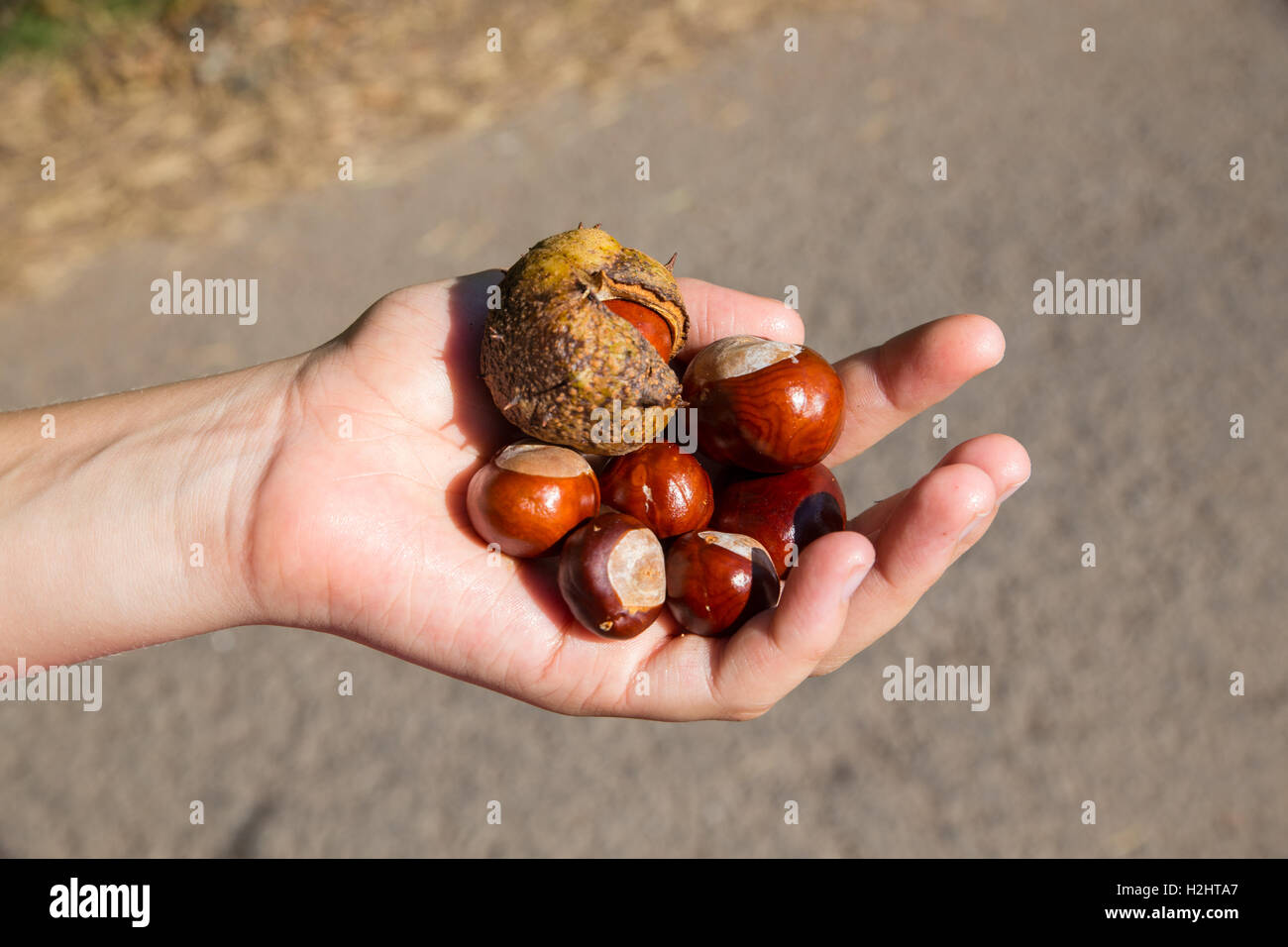 Big Conkers High Resolution Stock Photography and Images - Alamy
