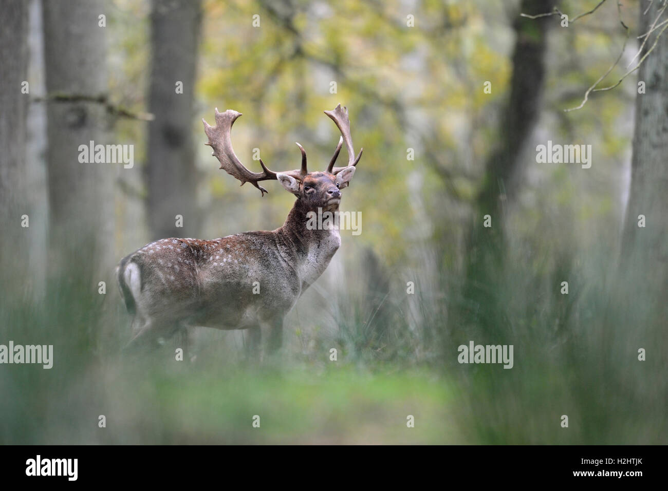 Fallow Deer / Damhirsch ( Dama dama ), powerful and strong stag ...