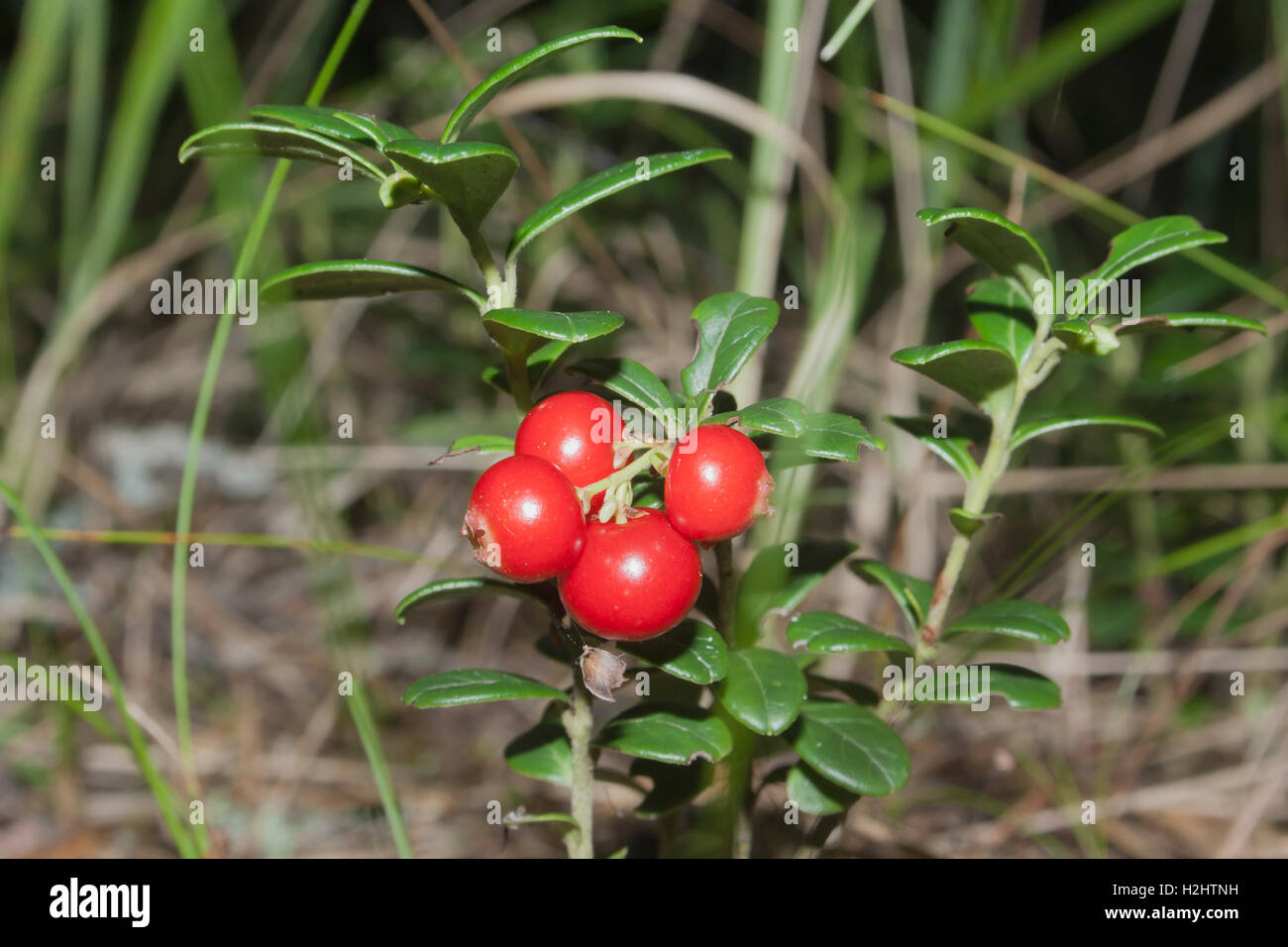 bush of red cowberry closeup Stock Photo - Alamy