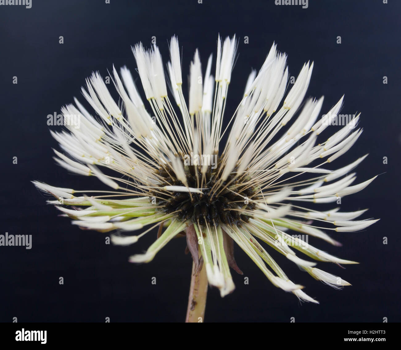 wet dandelion on dark background closeup Stock Photo - Alamy