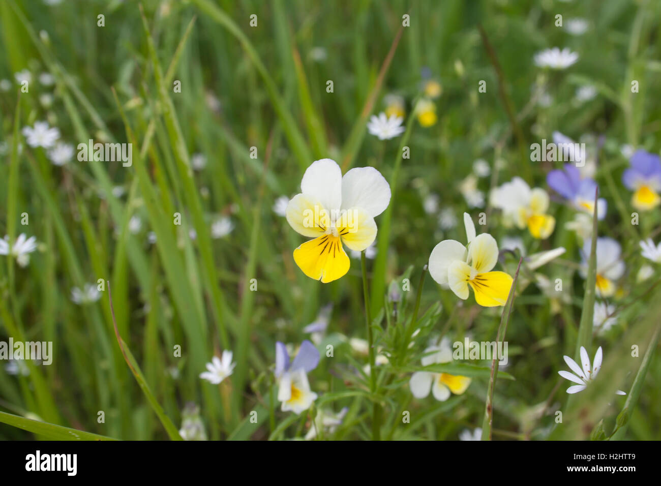 wild pansies in green grass Stock Photo - Alamy