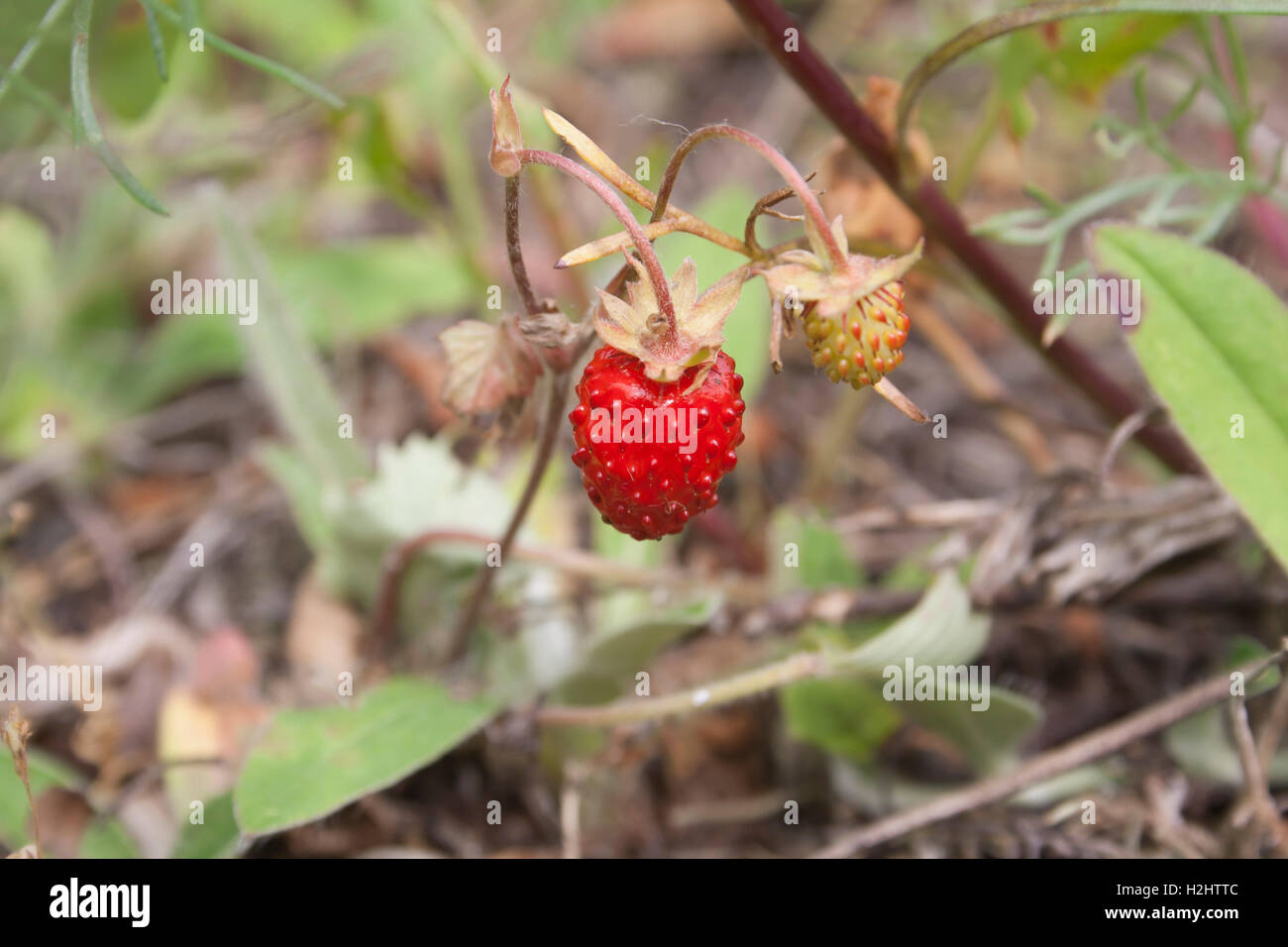 wild strawberry on a branch Stock Photo - Alamy