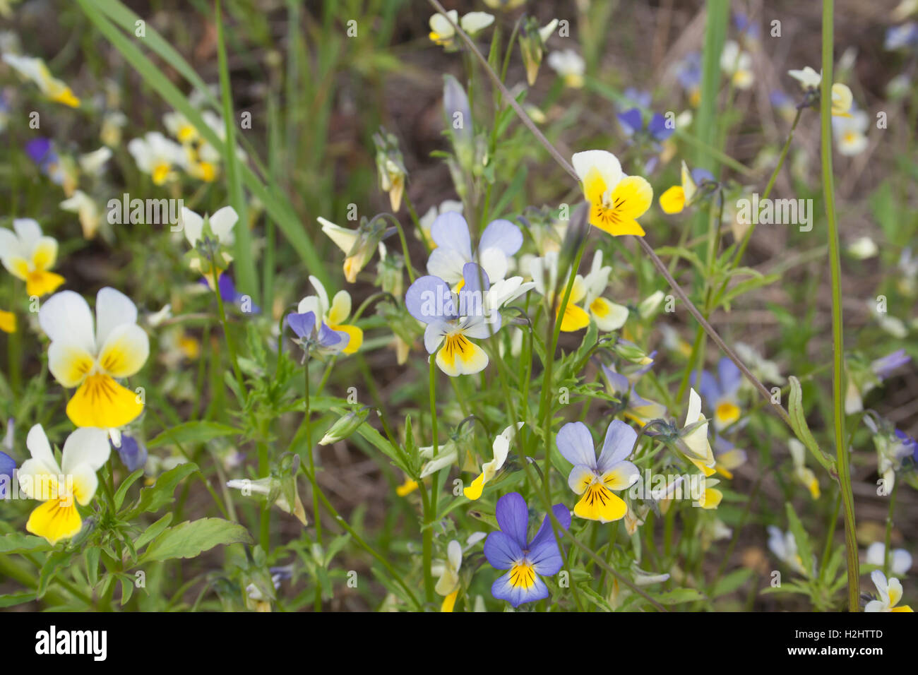 wild pansies in green grass Stock Photo - Alamy