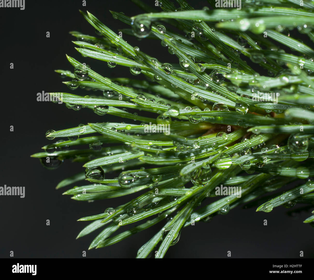 On pine hi-res stock photography and images - Alamy