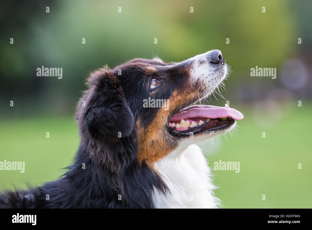 Australian shepherd head hi-res stock photography and images - Alamy
