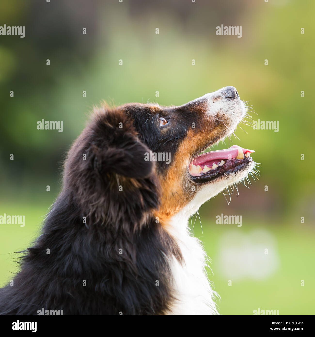 Australian shepherd head hi-res stock photography and images - Alamy
