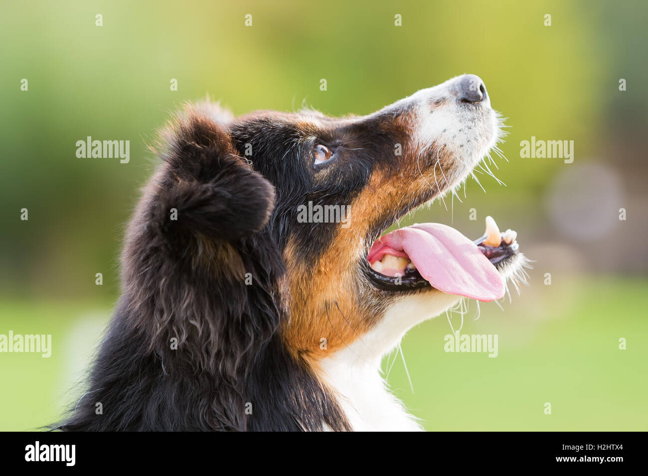 Australian shepherd head hi-res stock photography and images - Alamy