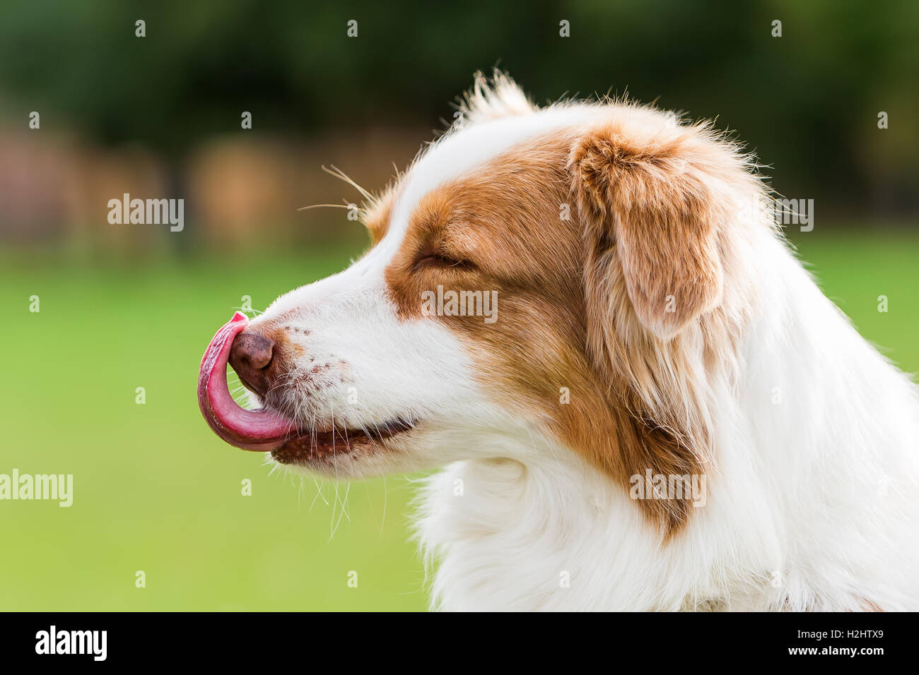 Australian Shepherd Head High Resolution Stock Photography and Images ...