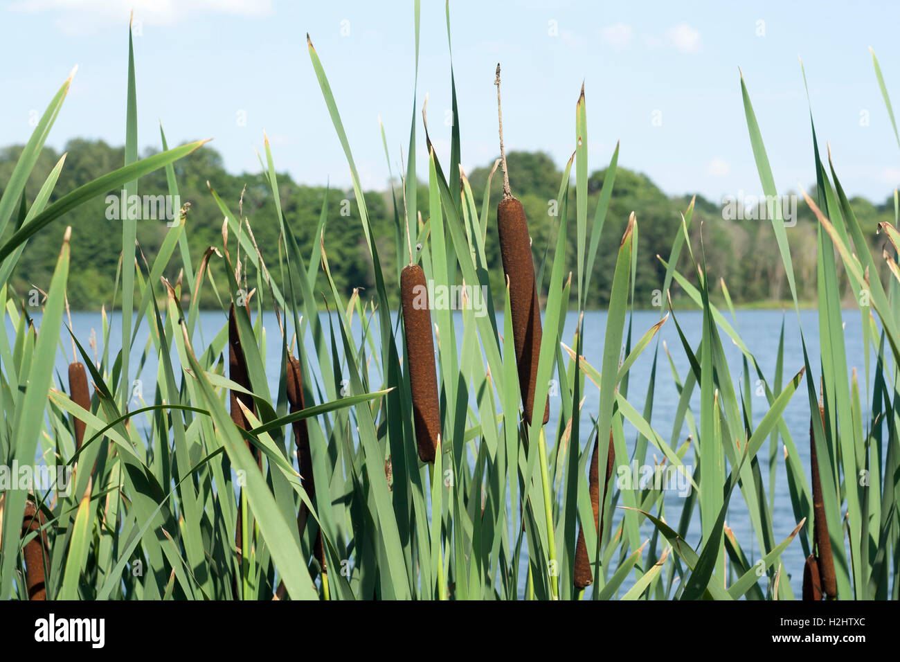 cattail on the shore of lake Stock Photo - Alamy