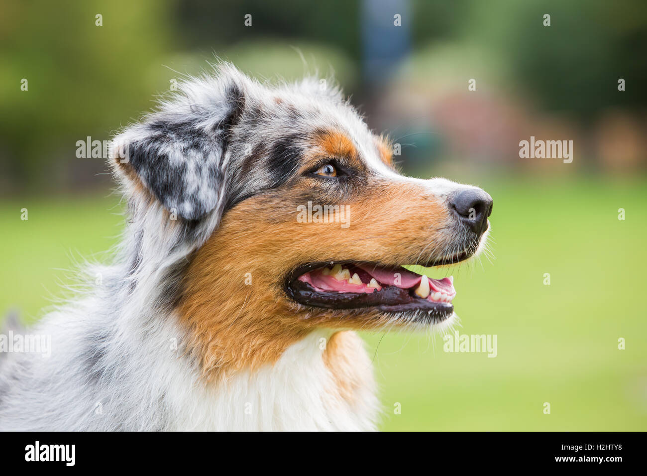 head portrait of an Australian Shepherd dog Stock Photo - Alamy