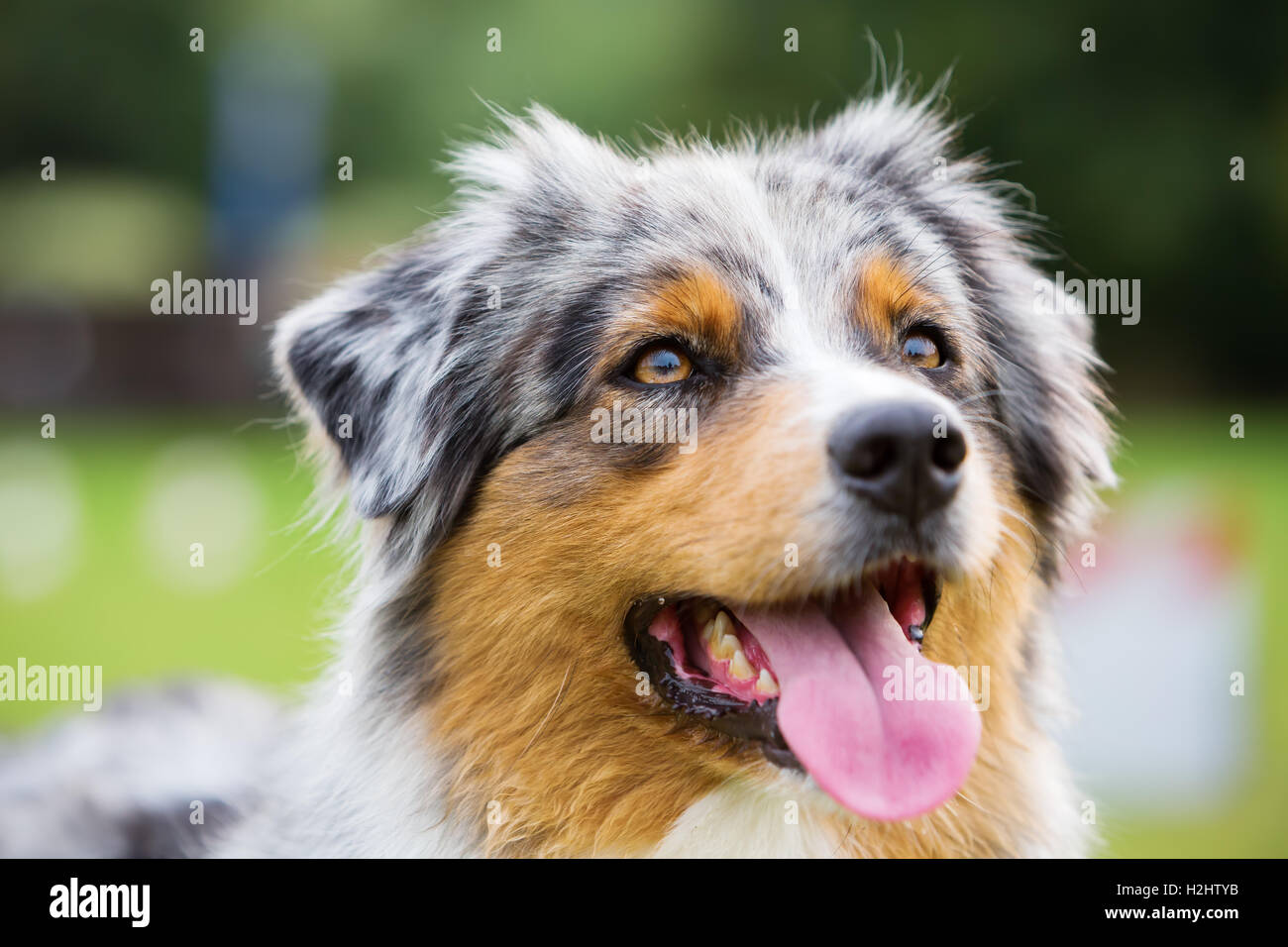 head portrait of an Australian Shepherd dog Stock Photo - Alamy