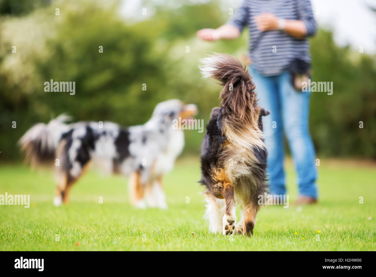 Dog Backside High Resolution Stock Photography and Images - Alamy
