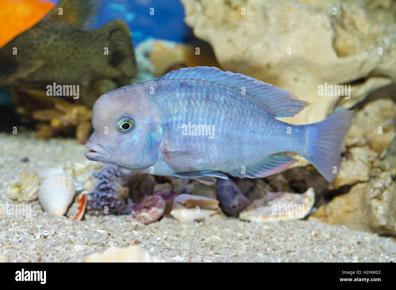 Blue fish swim in the Aquarium Stock Photo - Alamy
