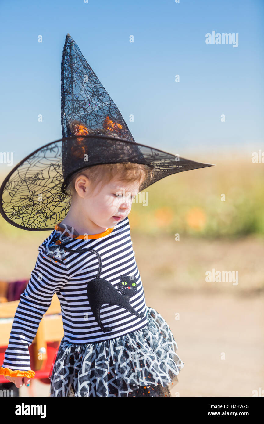 Cute toddler looking for perfect pumpkin at the pumpkin patch Stock ...