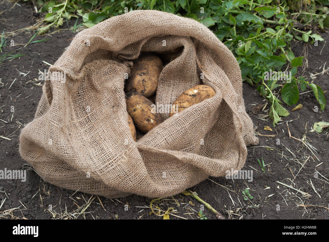 Potato sack hi-res stock photography and images - Alamy