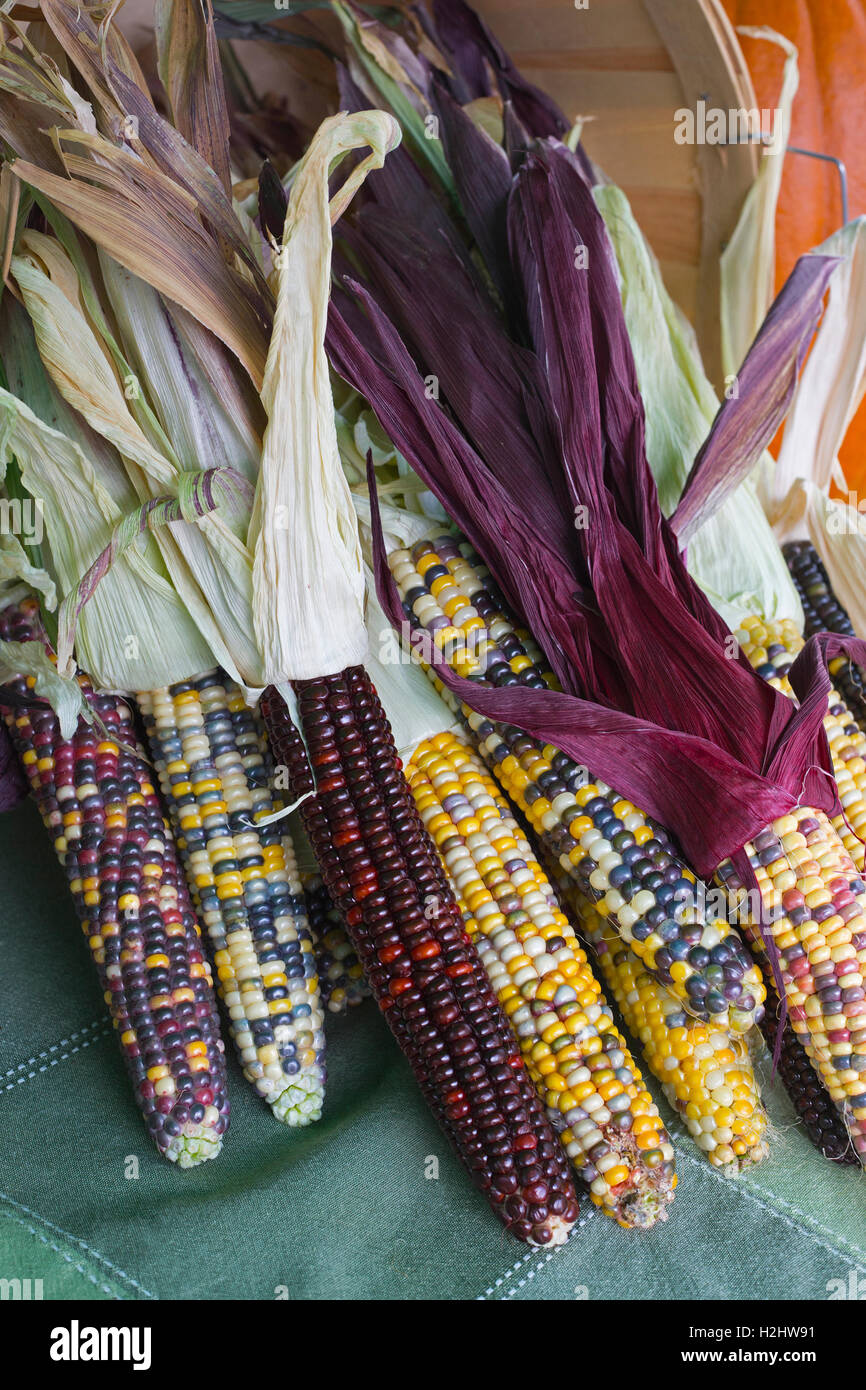 Indian corn (calico corn, flint corn) with variety of colors in ...