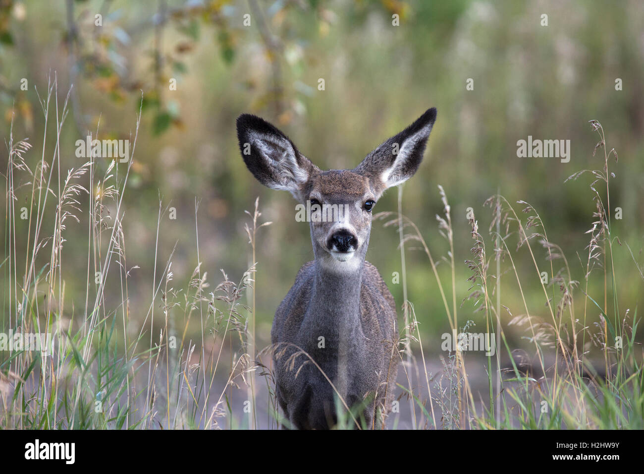 Mule deer doe (Odocoileus hemionus) in wildlife sanctuary Stock Photo - Alamy