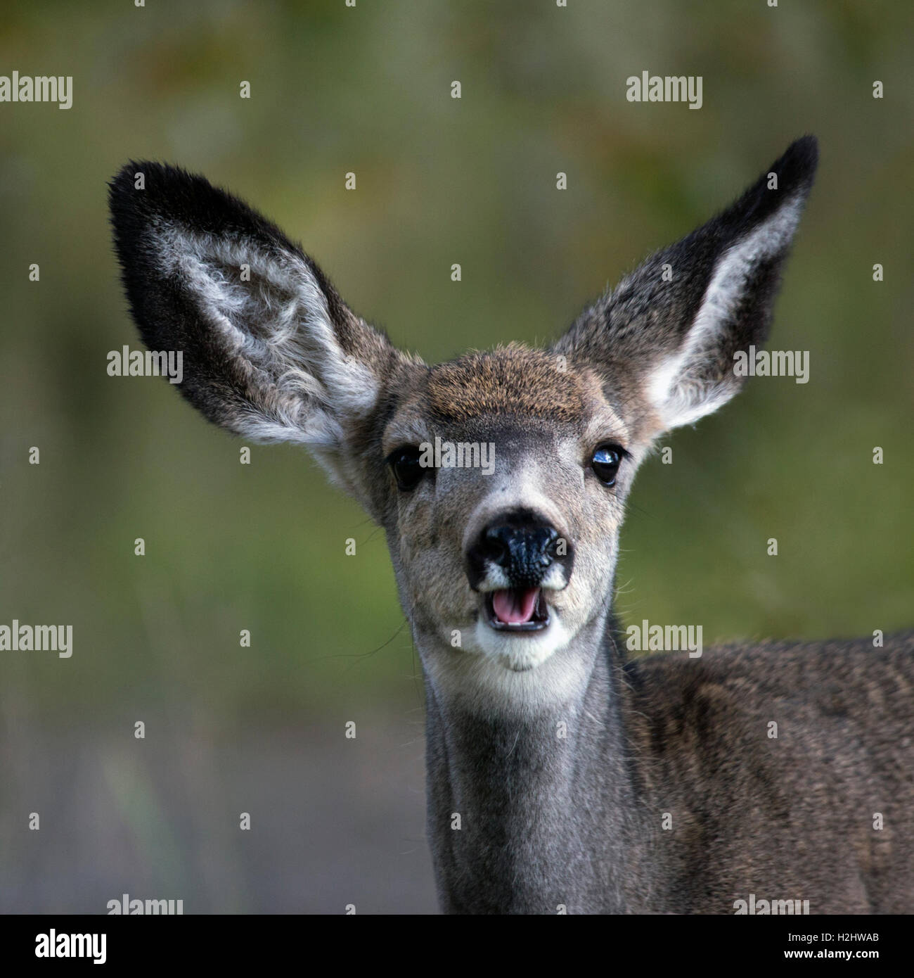 Mule deer doe (Odocoileus hemionus) in wildlife sanctuary Stock Photo ...