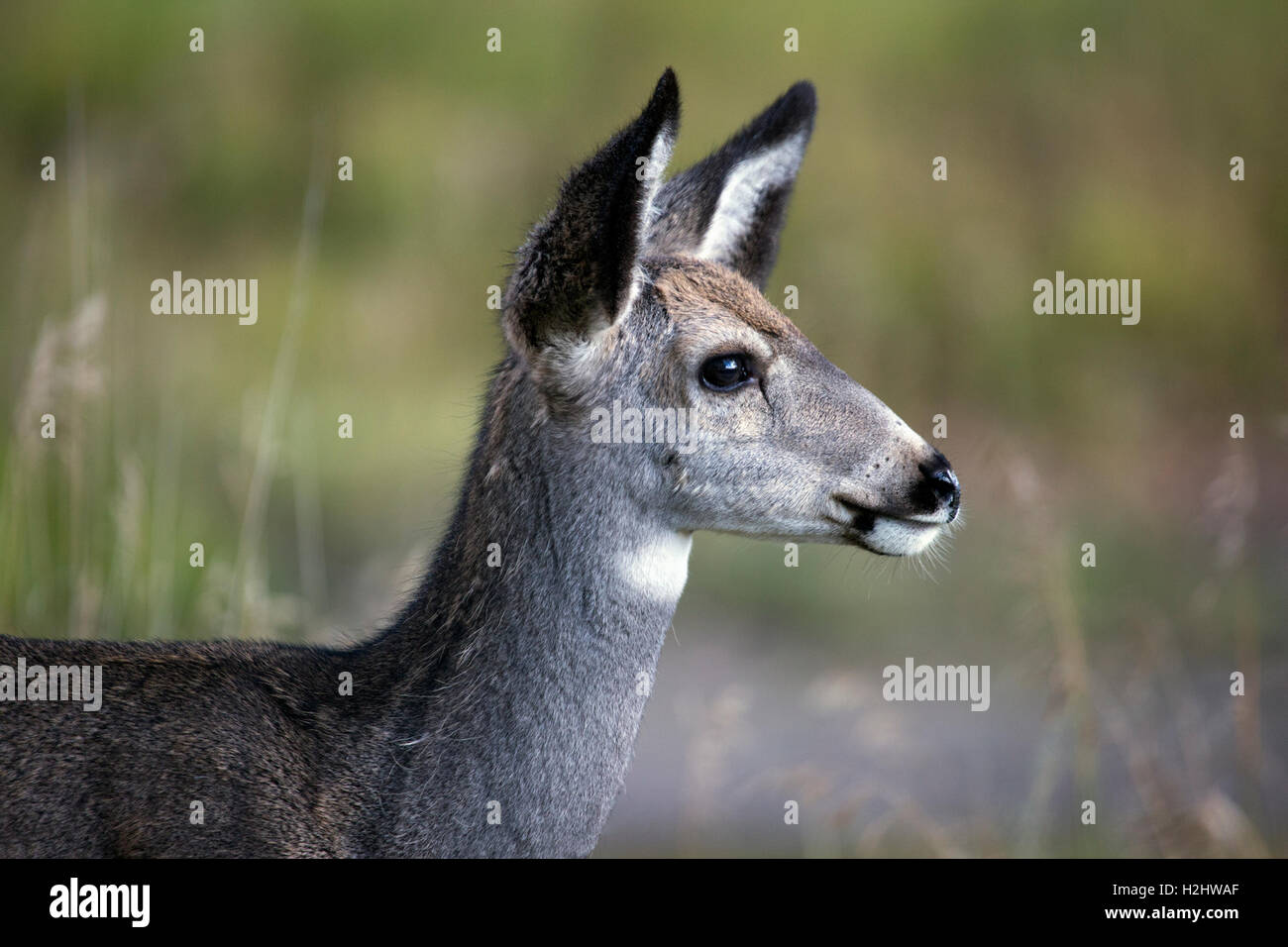 Whitetail Deer Doe Face