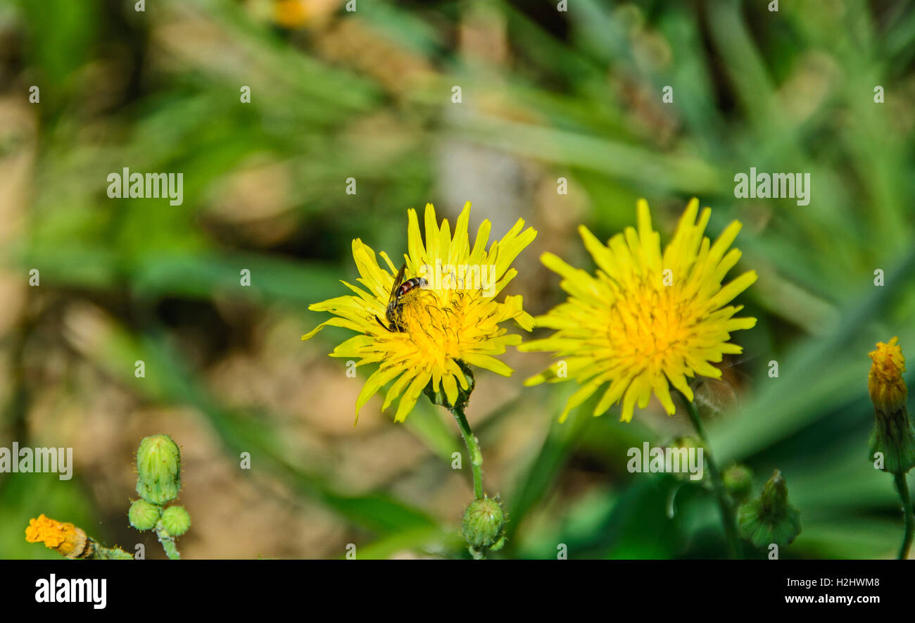 Pollen collecting insects hi-res stock photography and images - Alamy