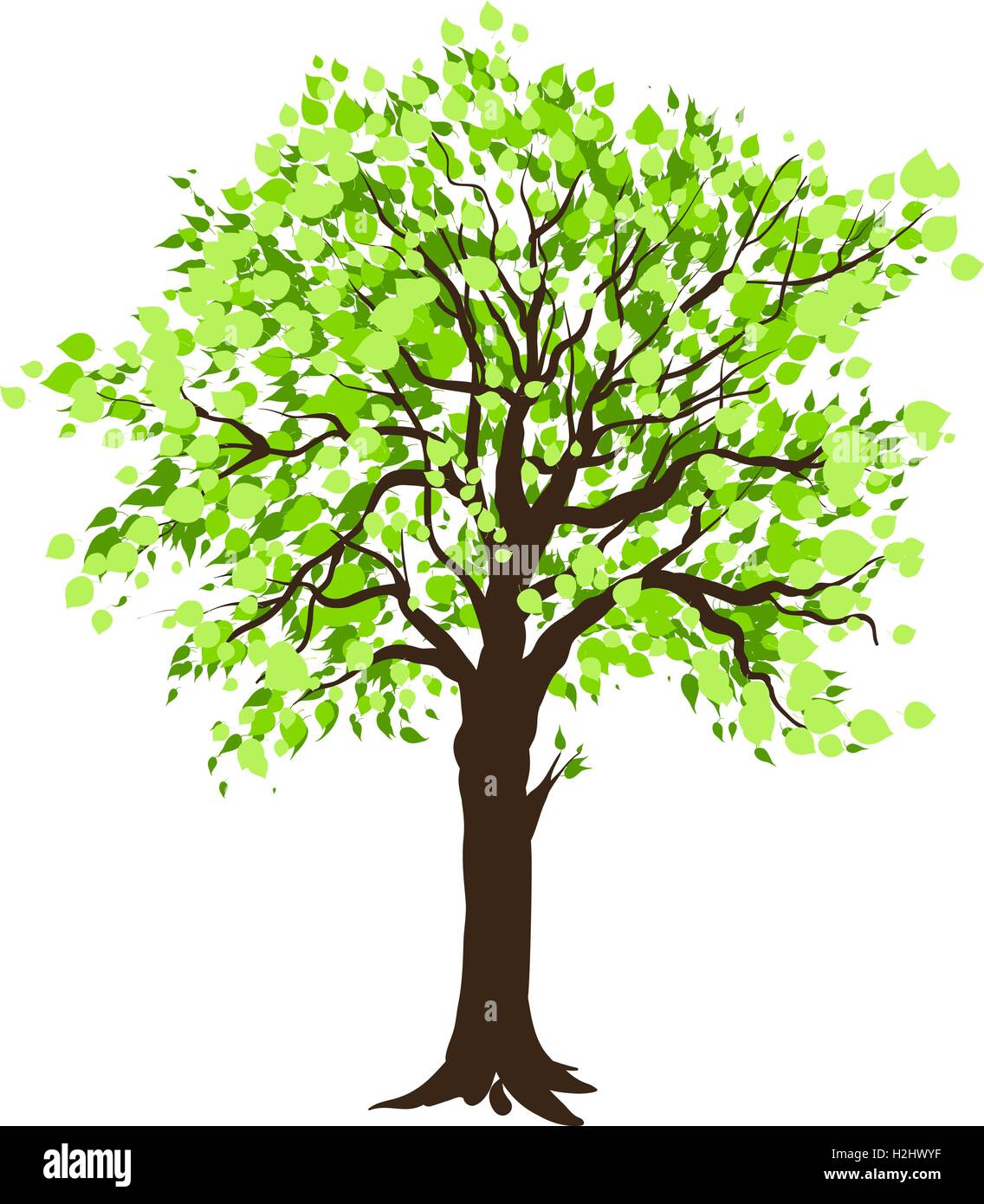 Beech tree spring Stock Vector Images - Alamy