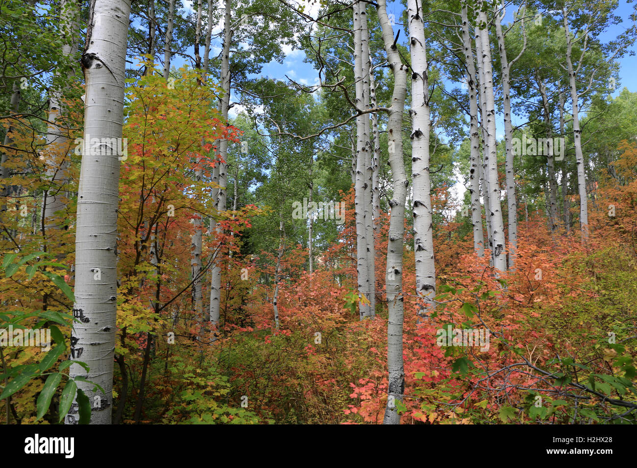 Fall colors in the mountains, Salt Lake City, Utah Stock Photo - Alamy