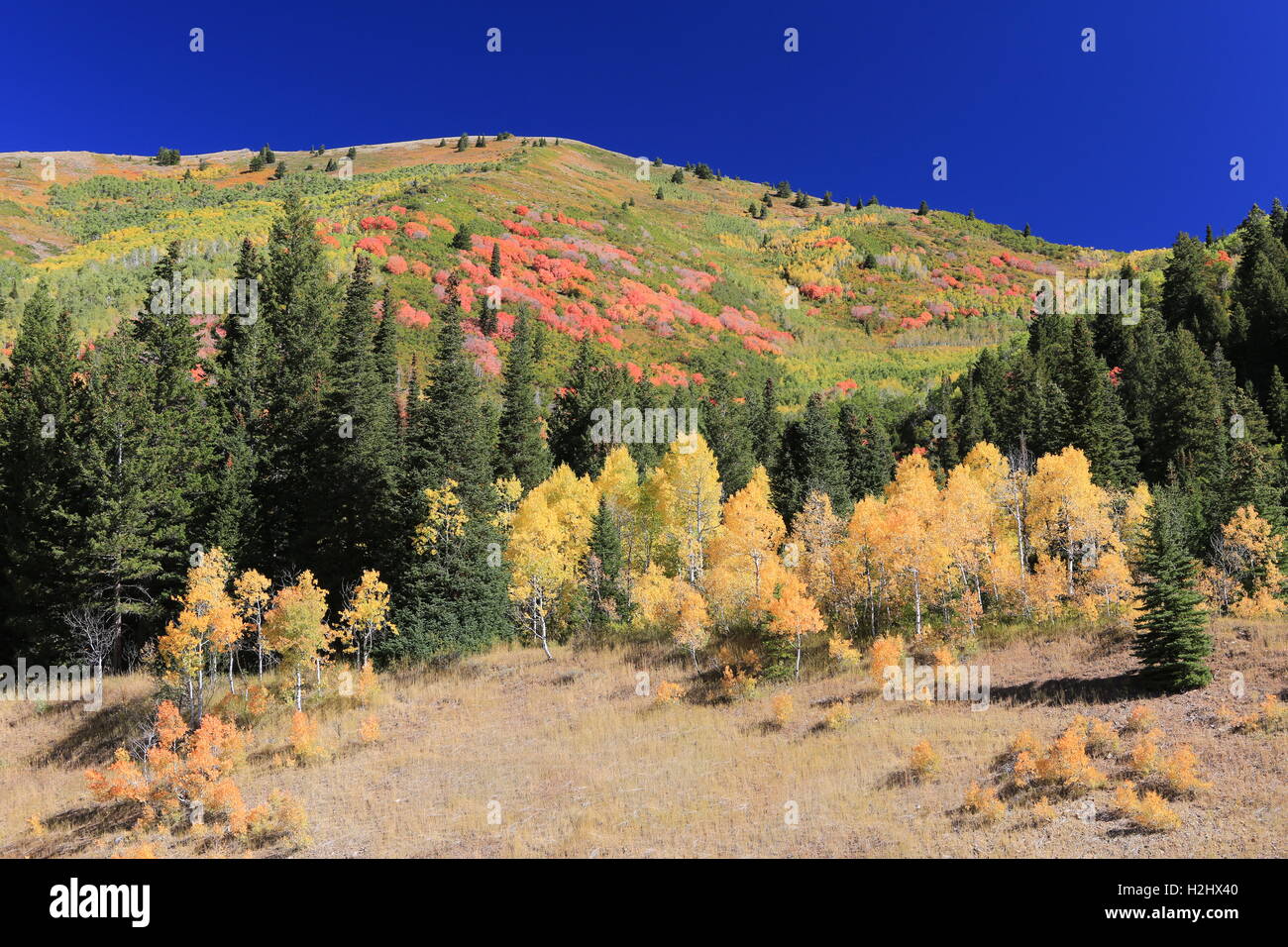 Rocky mountain maple tree aspen hi-res stock photography and images - Alamy