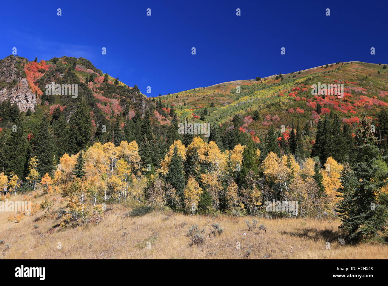 Autumn colors in the mountains, Utah Stock Photo - Alamy