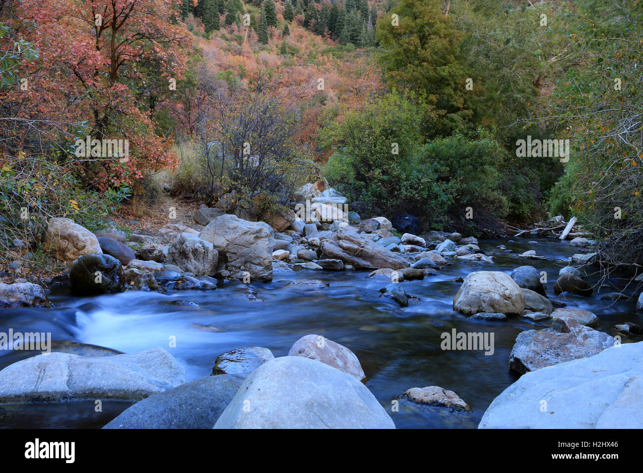 Mountain stream in a fall forest, Utah Stock Photo - Alamy
