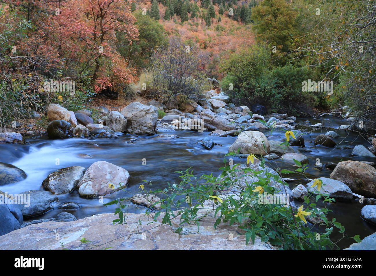 Mountain stream in a fall forest, Utah Stock Photo - Alamy