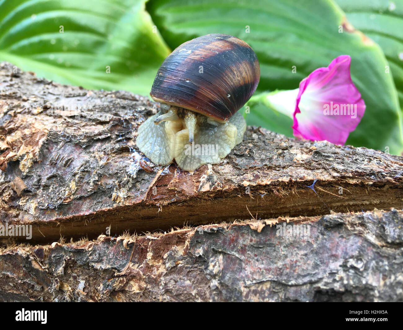 Snail sitting on tree branch and released its antennae forward Stock ...