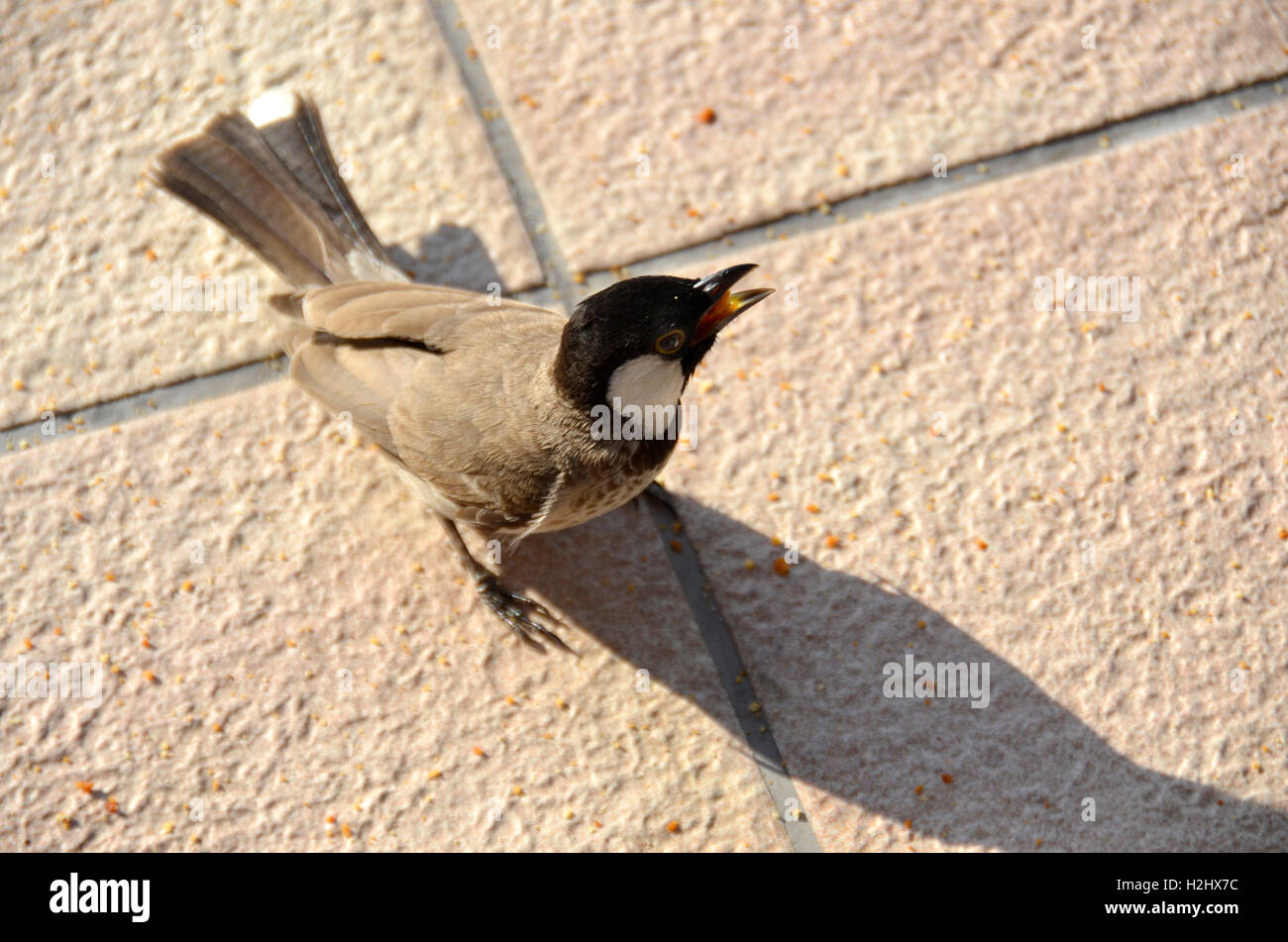 White-eared Bulbul - (Pycnonotus leucotis Stock Photo - Alamy