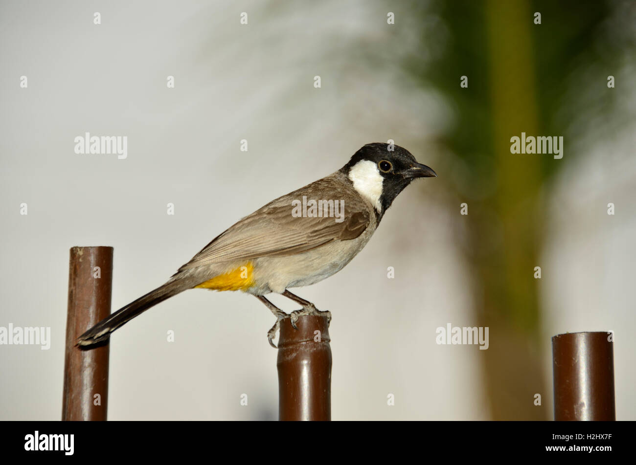 White-eared Bulbul - (Pycnonotus leucotis Stock Photo - Alamy