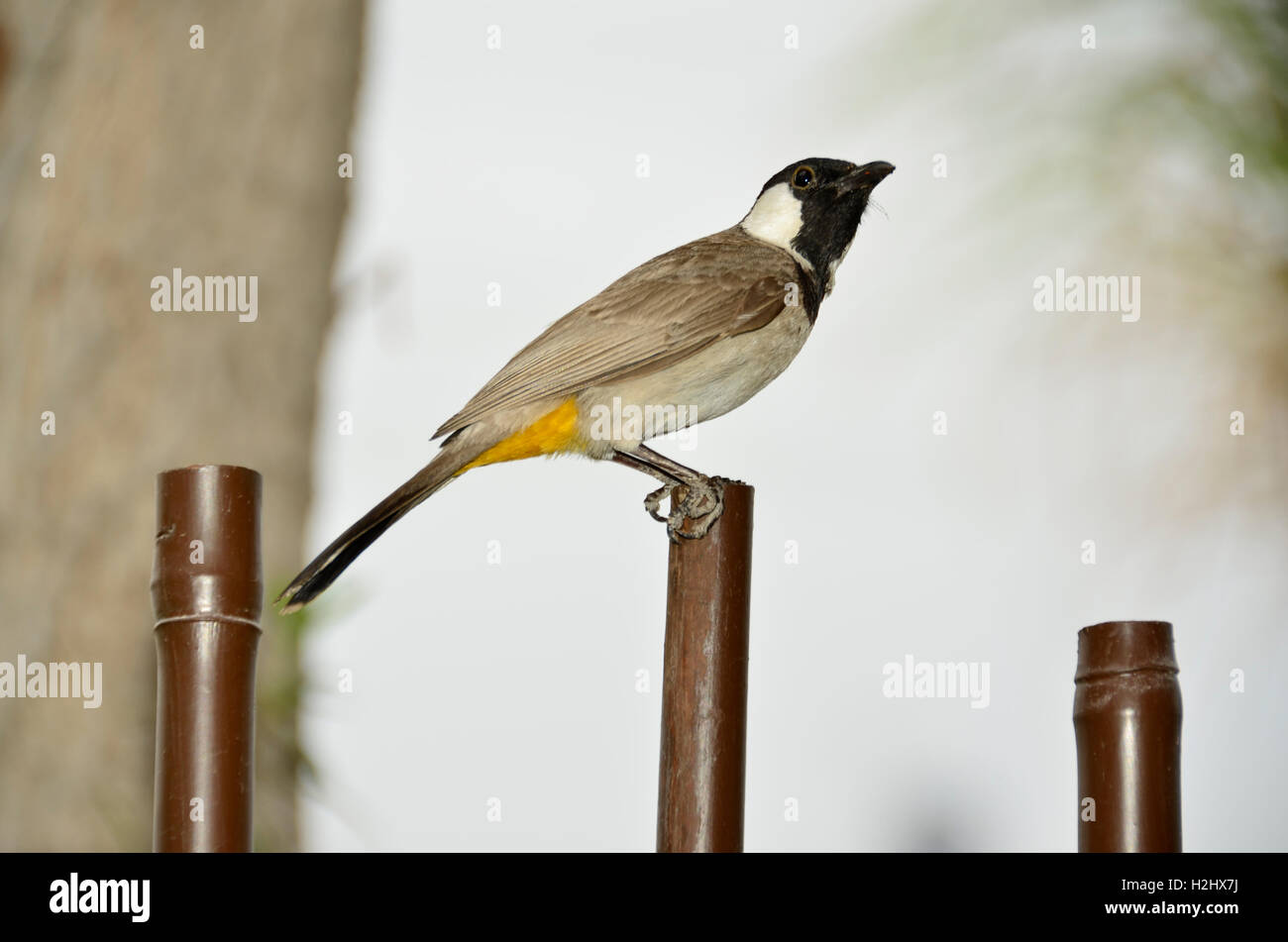 White-eared Bulbul - (Pycnonotus leucotis Stock Photo - Alamy