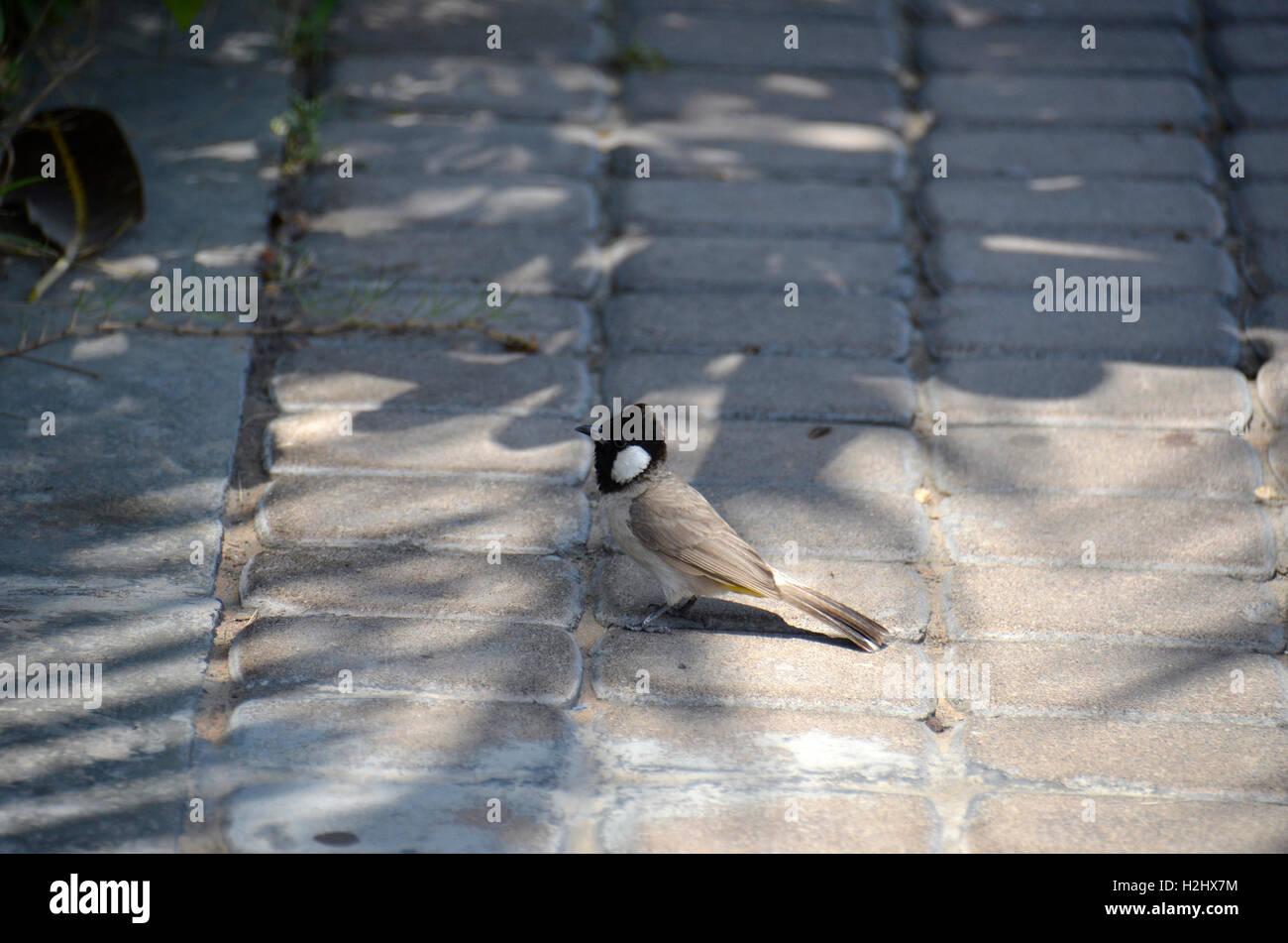 White-eared Bulbul - (Pycnonotus leucotis Stock Photo - Alamy