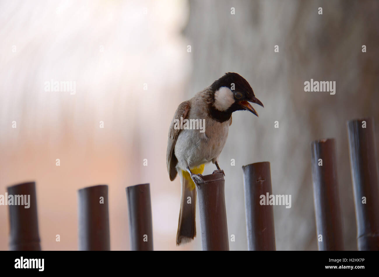 White-eared Bulbul - (Pycnonotus leucotis Stock Photo - Alamy