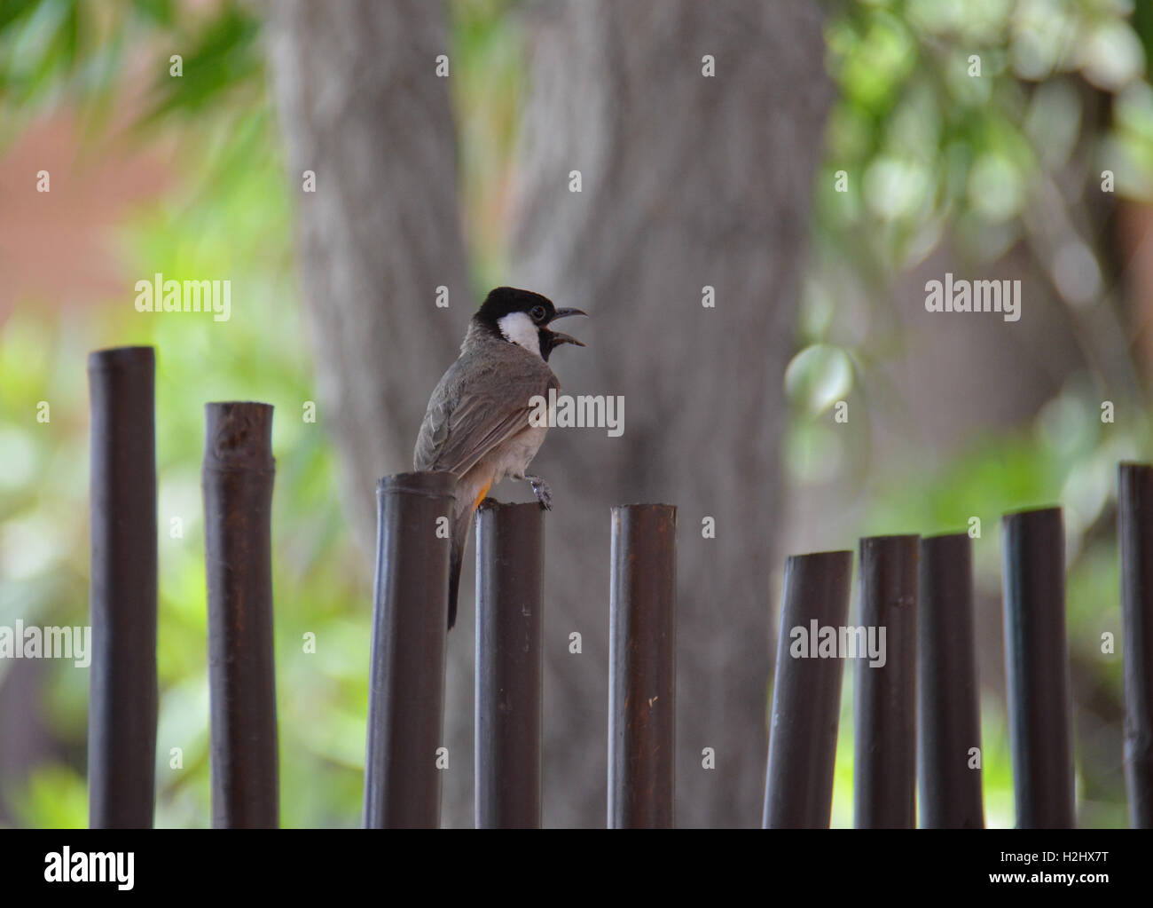 White-eared Bulbul - (Pycnonotus leucotis Stock Photo - Alamy