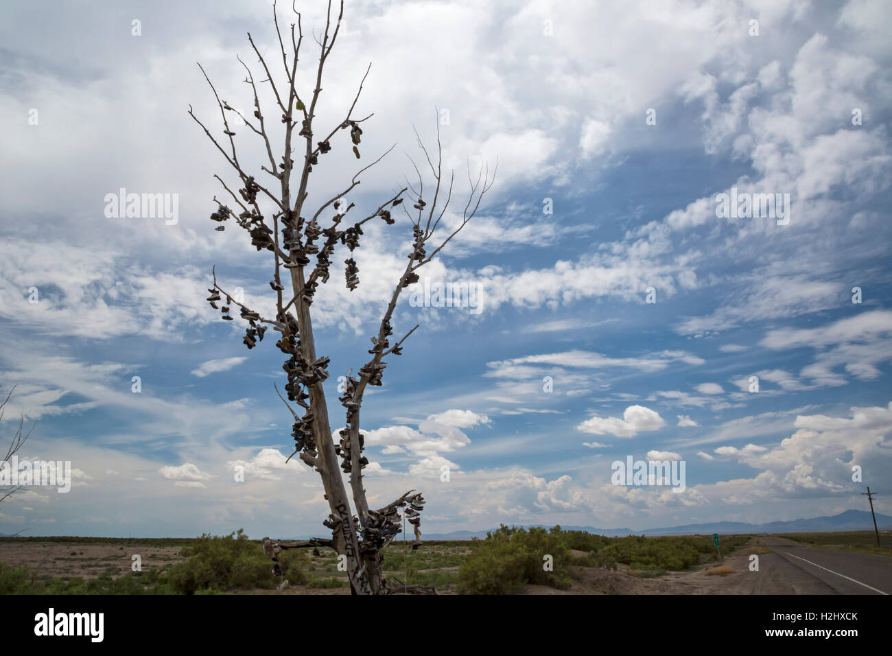 Shoe tree hi-res stock photography and images - Alamy