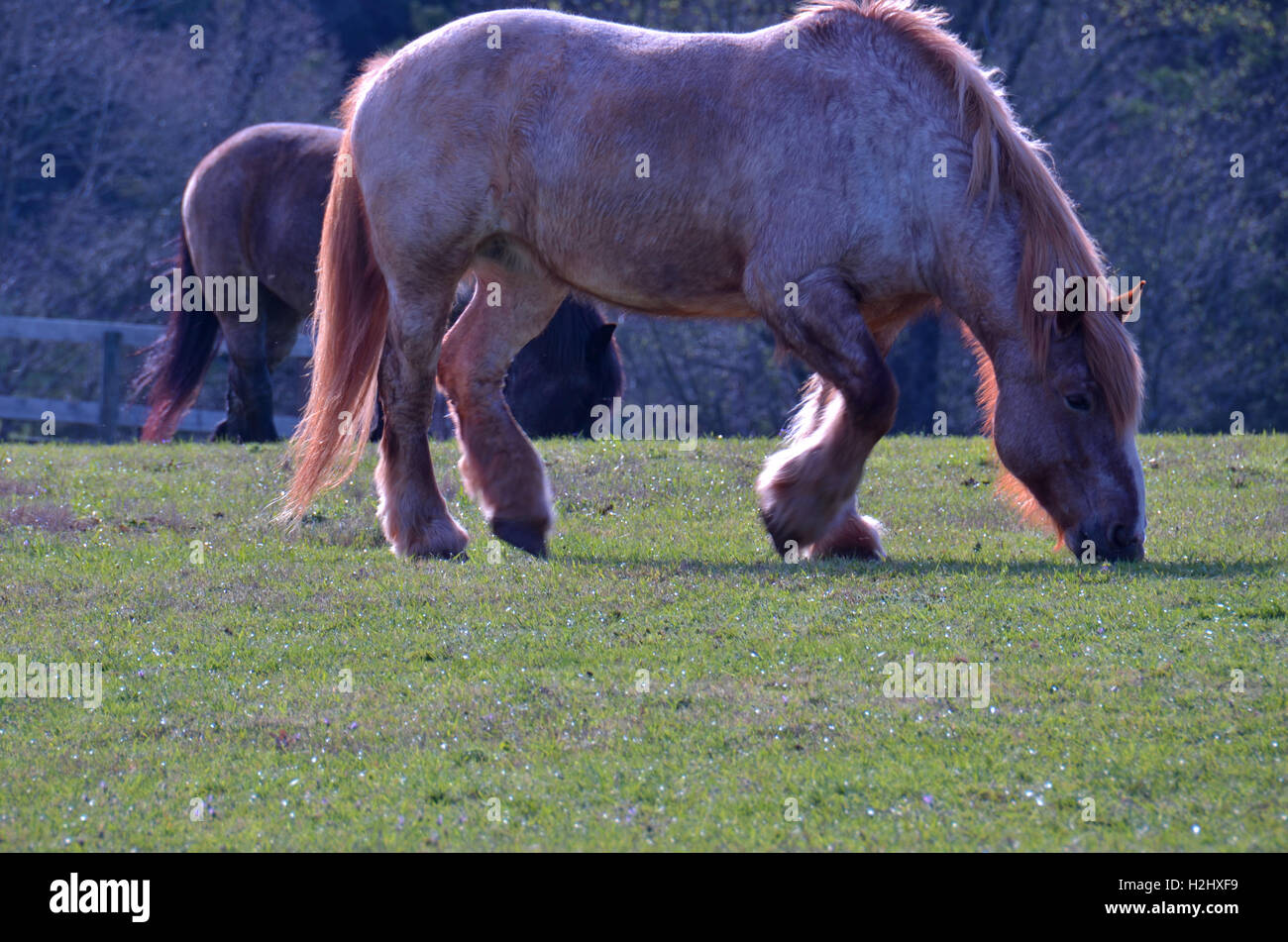 Horses (Equus caballus Stock Photo - Alamy