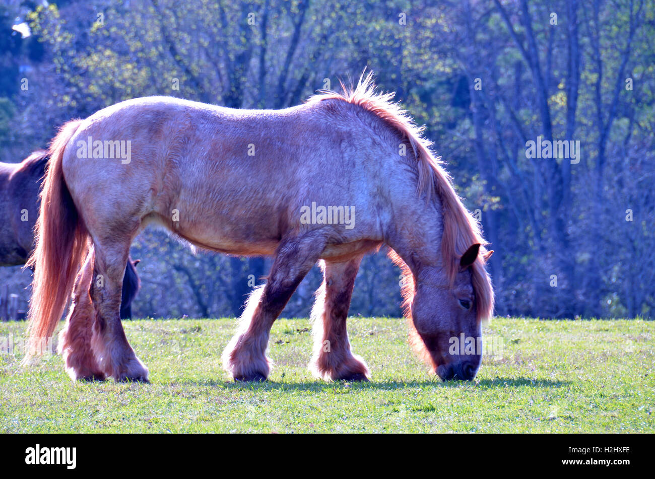 Horses (Equus caballus Stock Photo - Alamy
