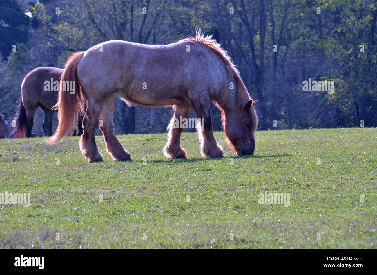 Horses (Equus caballus Stock Photo - Alamy