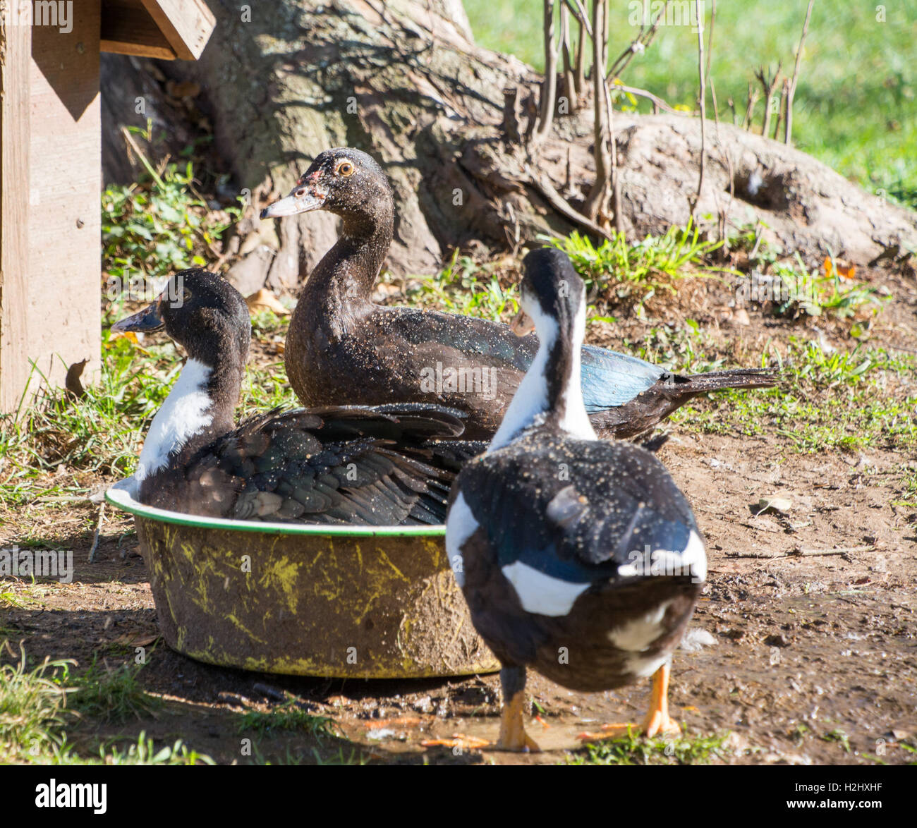 Ducks taking a Bath Stock Photo - Alamy