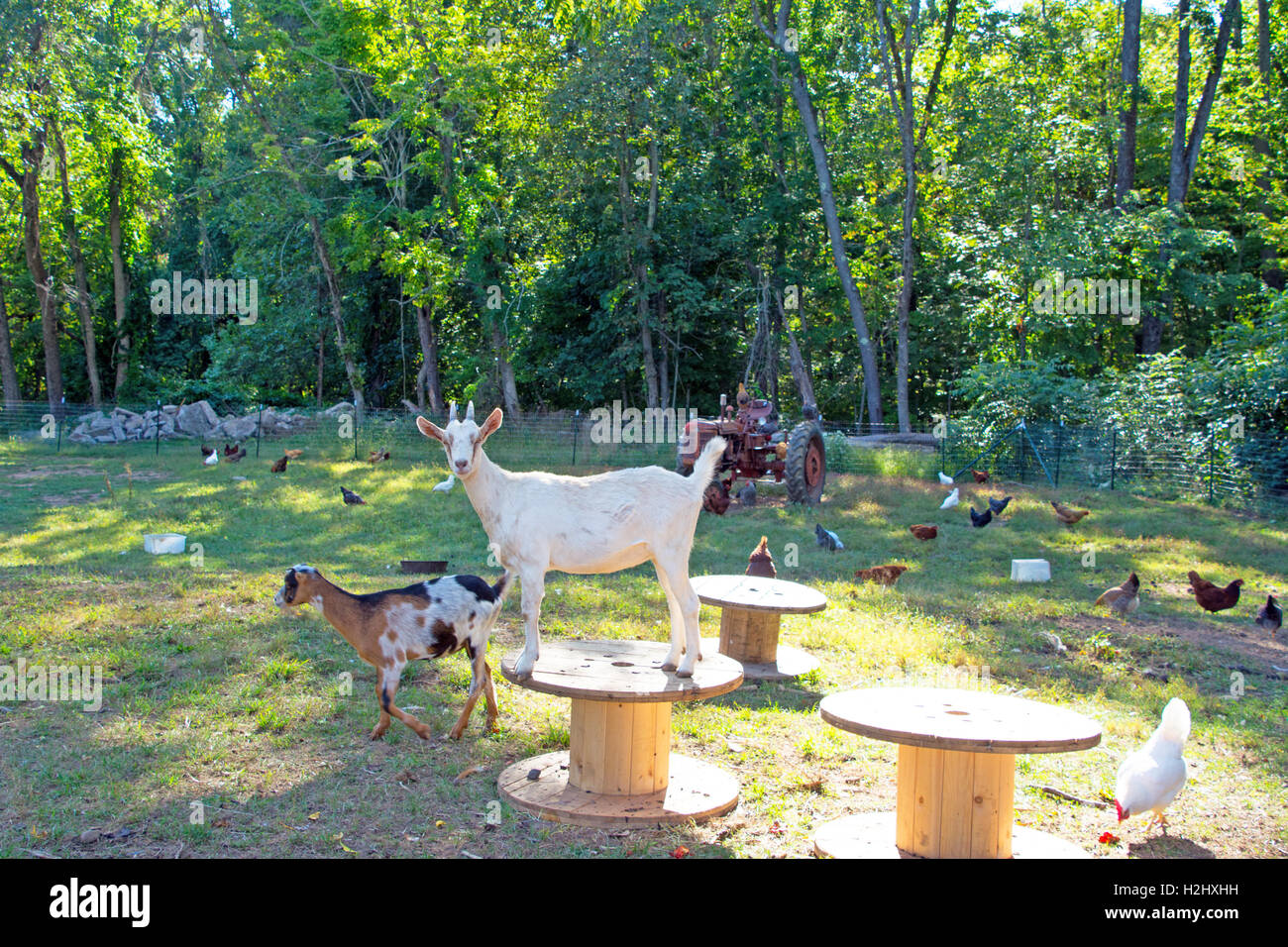 Animals posing hi-res stock photography and images - Alamy