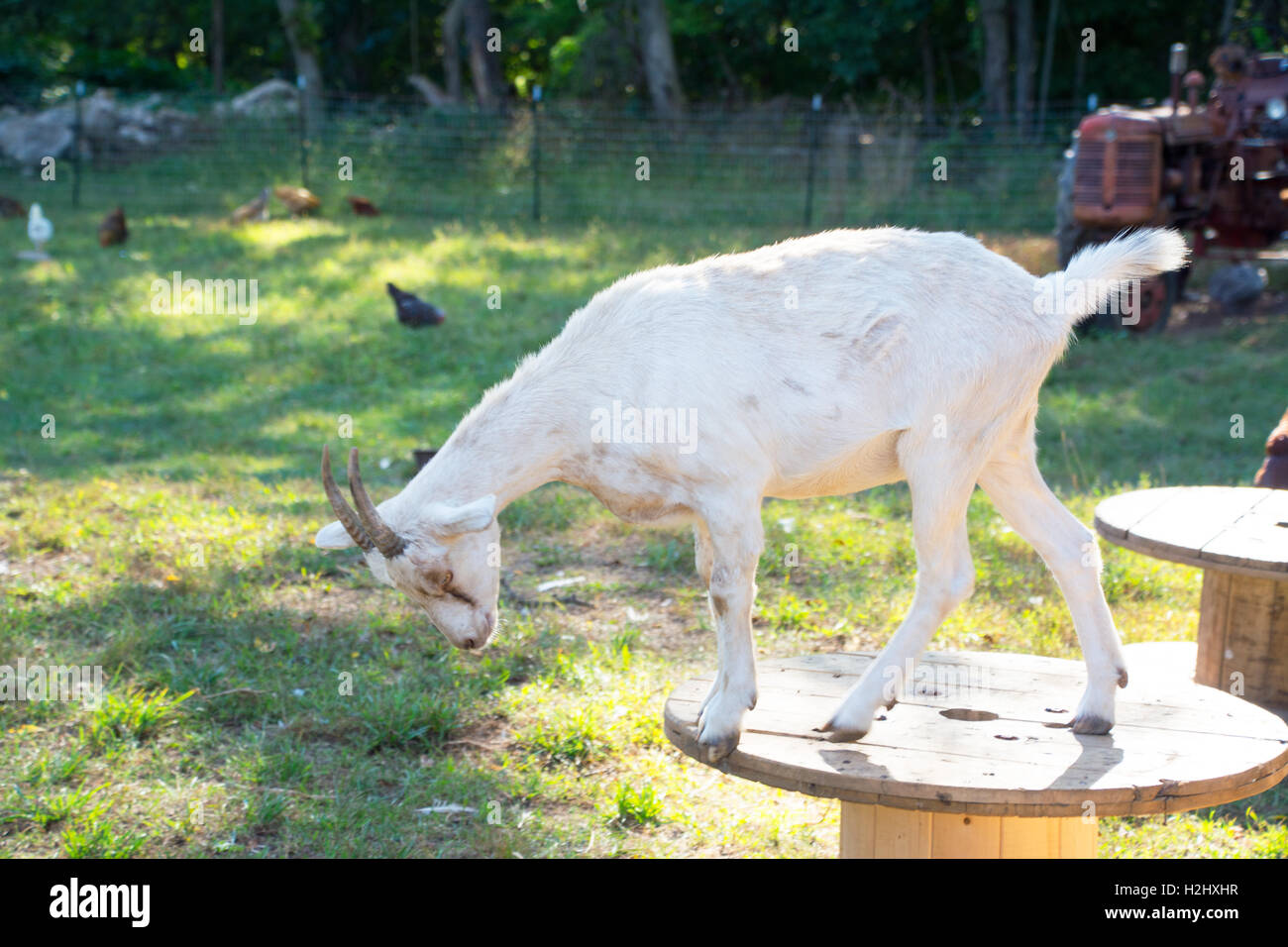 Goat jumping hi-res stock photography and images - Alamy