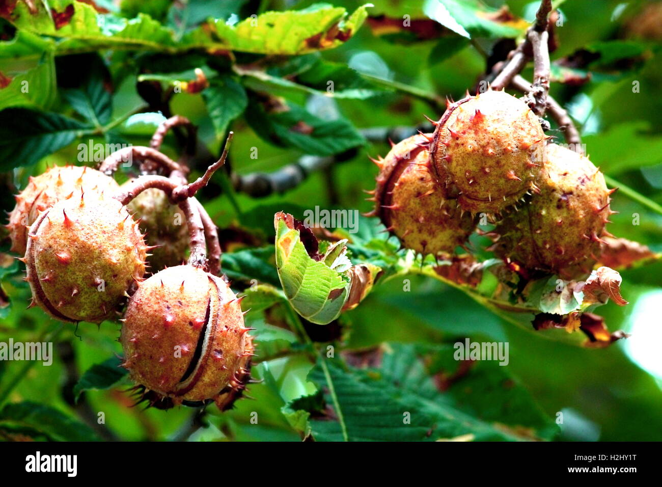 Buckeye tree conker hi-res stock photography and images - Alamy