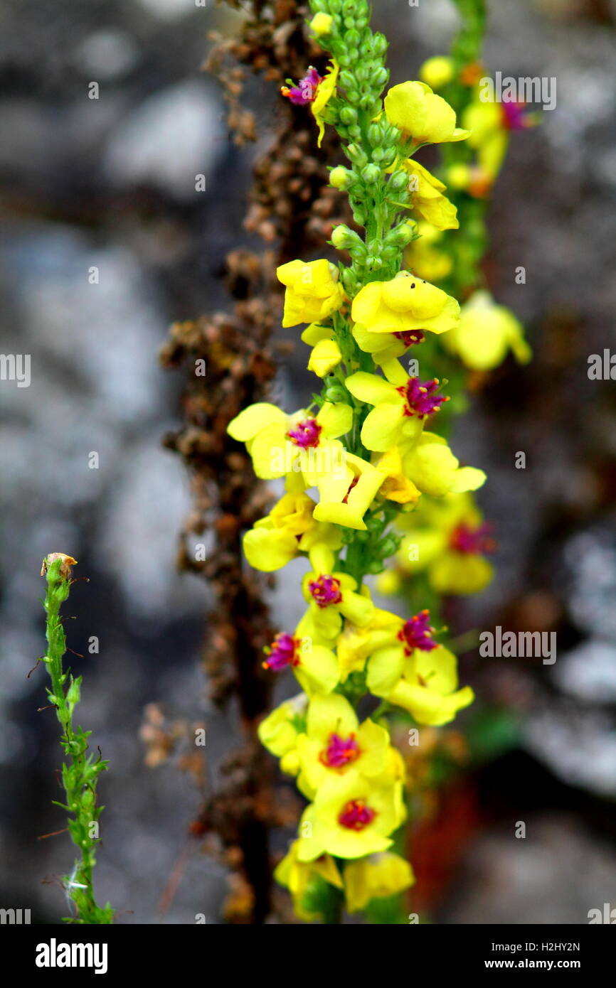 Yellow great mullein flower close up Stock Photo - Alamy