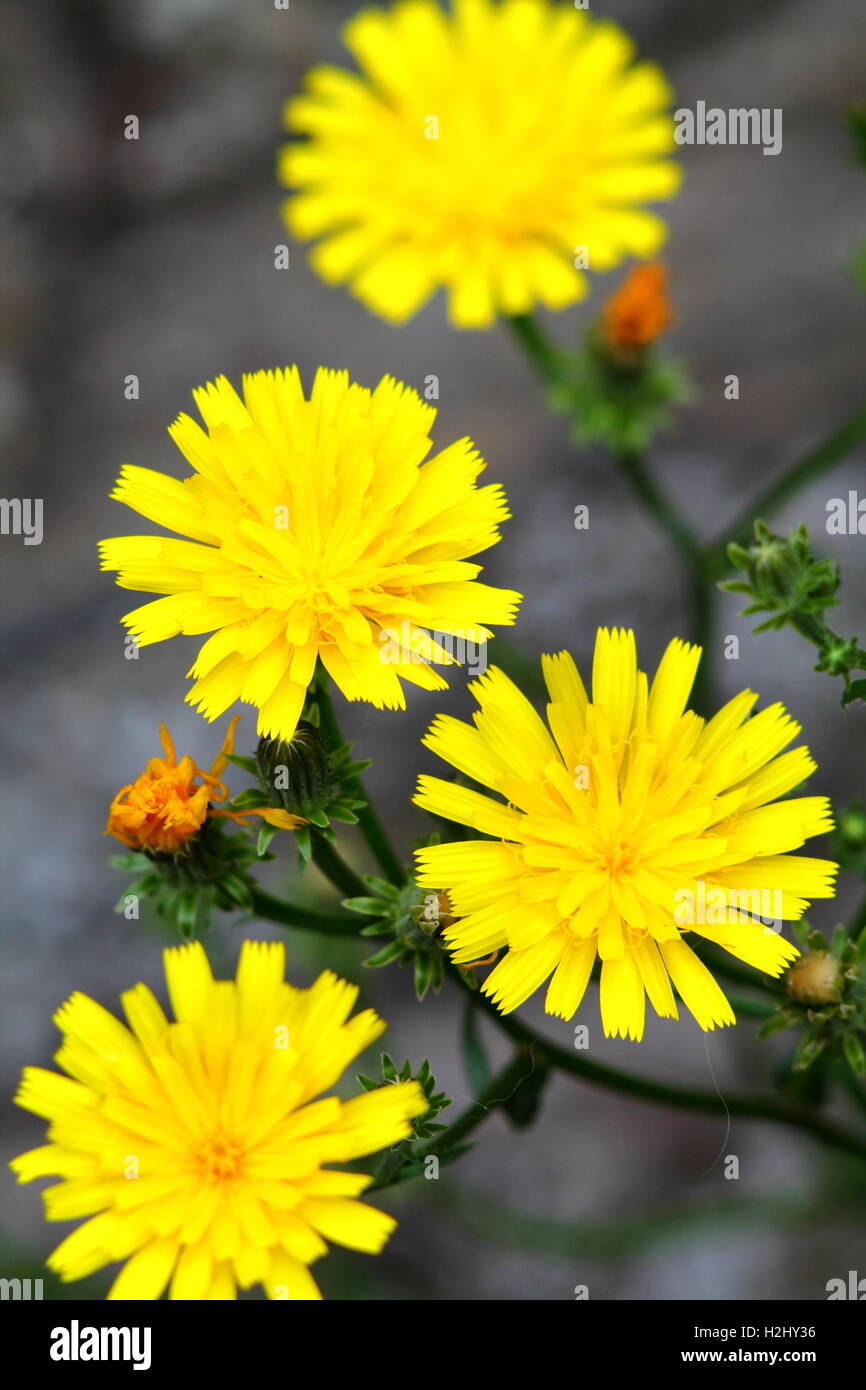 Yellow hawkweed hi-res stock photography and images - Alamy