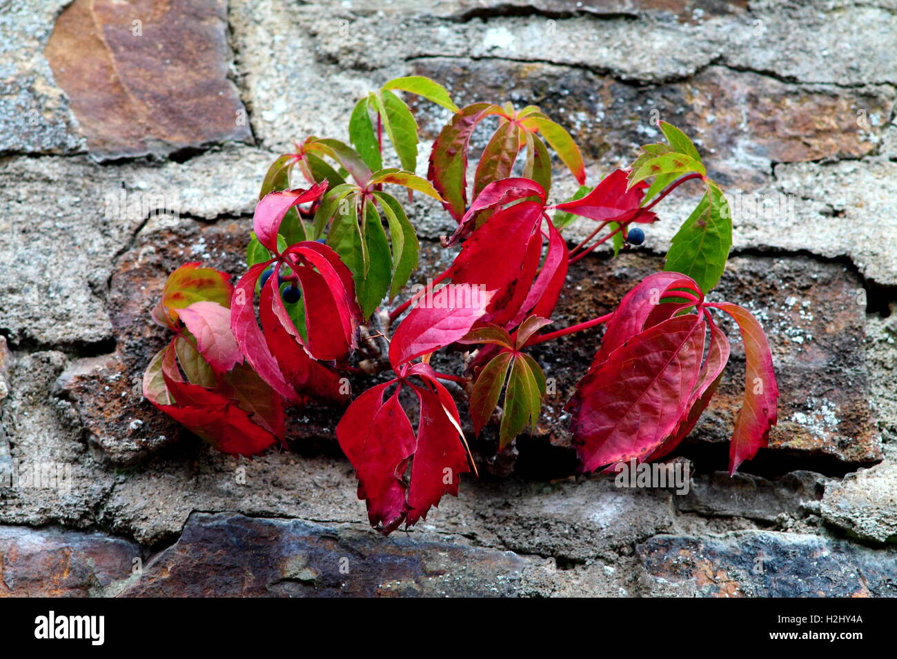 Red autumn autumnal leaves foliage wall climber climbing plant hi-res ...