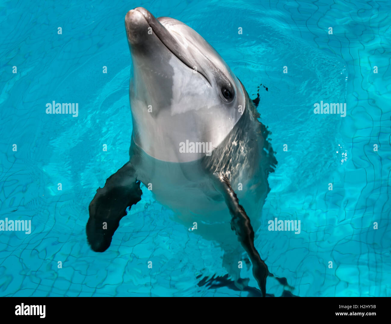 dolphin stand in blue water Stock Photo - Alamy